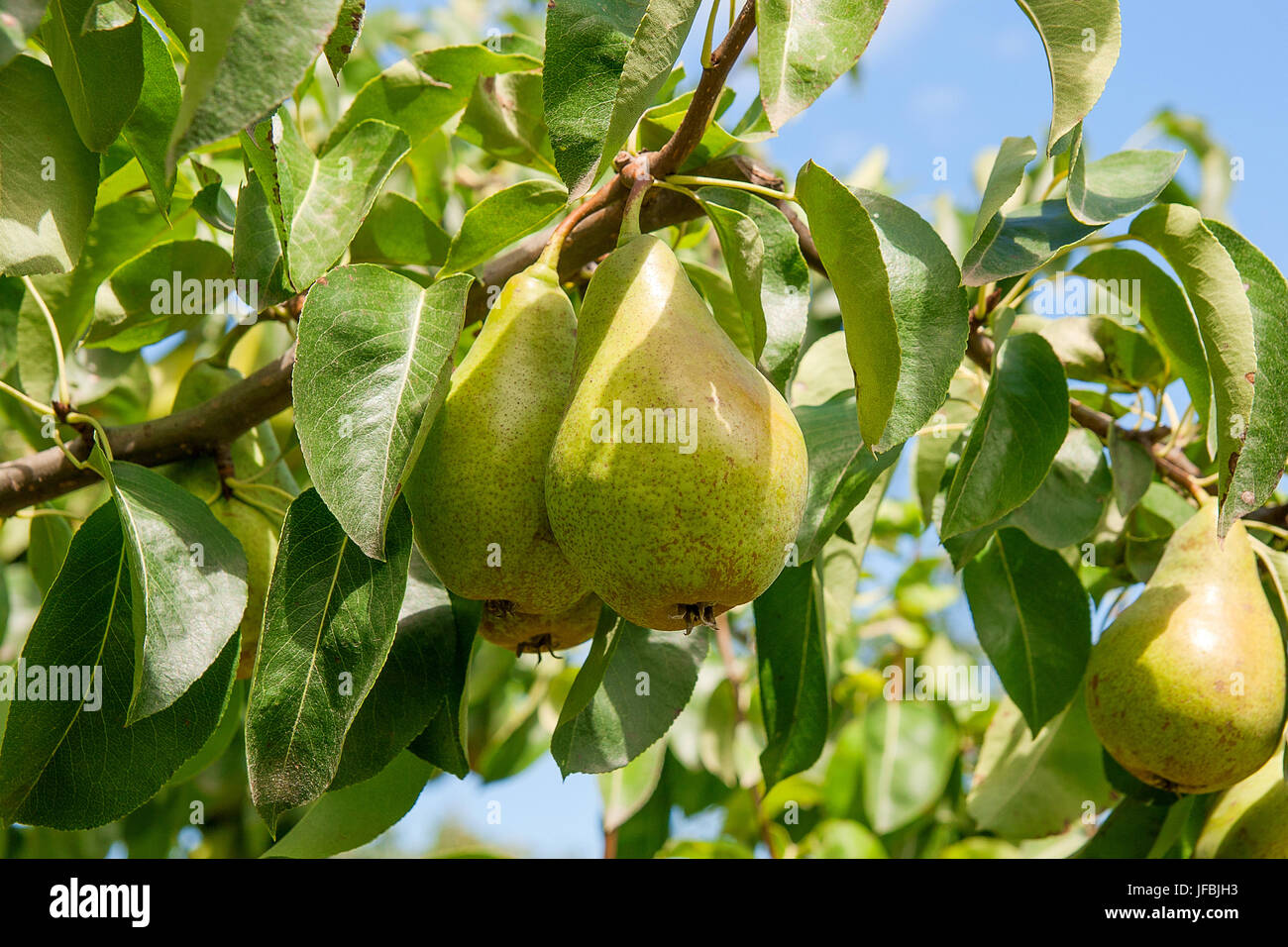 Ripe pears on tree branch. Organic pears in the garden. Close up view ...