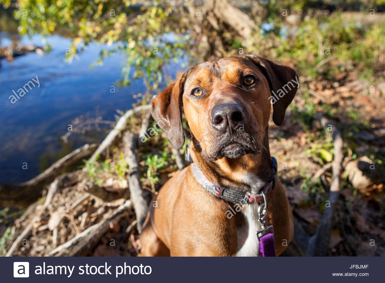 Rhodesian Ridgeback Stock Photos & Rhodesian Ridgeback Stock Images - Alamy