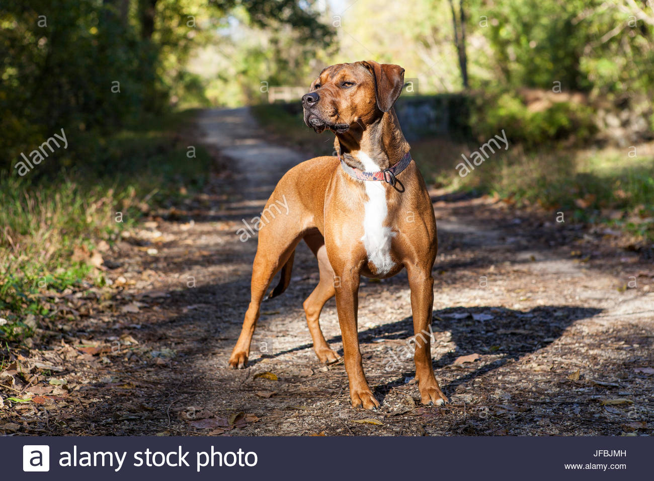 Rhodesian Ridgeback Bulldog Mix