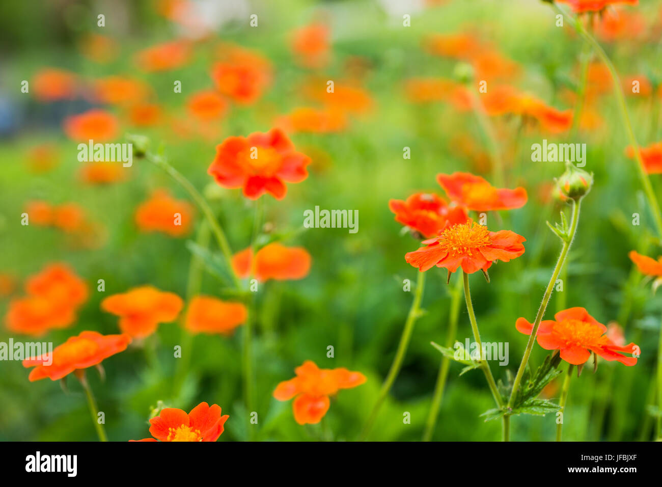 Red Flowers Blooming In The Garden Stock Photo - Alamy