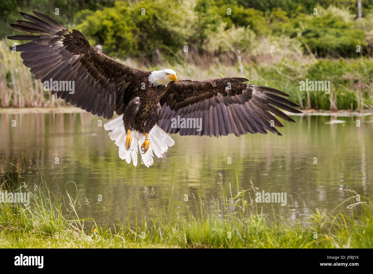 Soaring bald eagle hi-res stock photography and images - Alamy