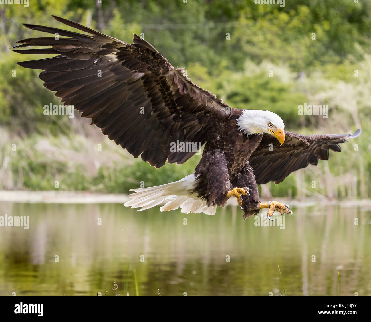 Soaring bald eagle hi-res stock photography and images - Alamy
