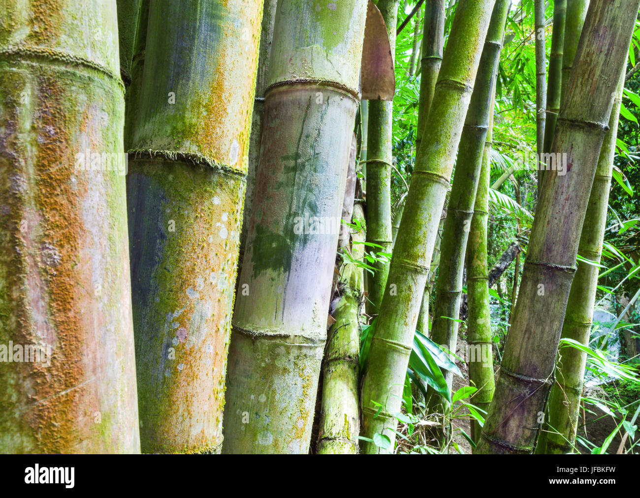 Old growth bamboo hi-res stock photography and images - Alamy