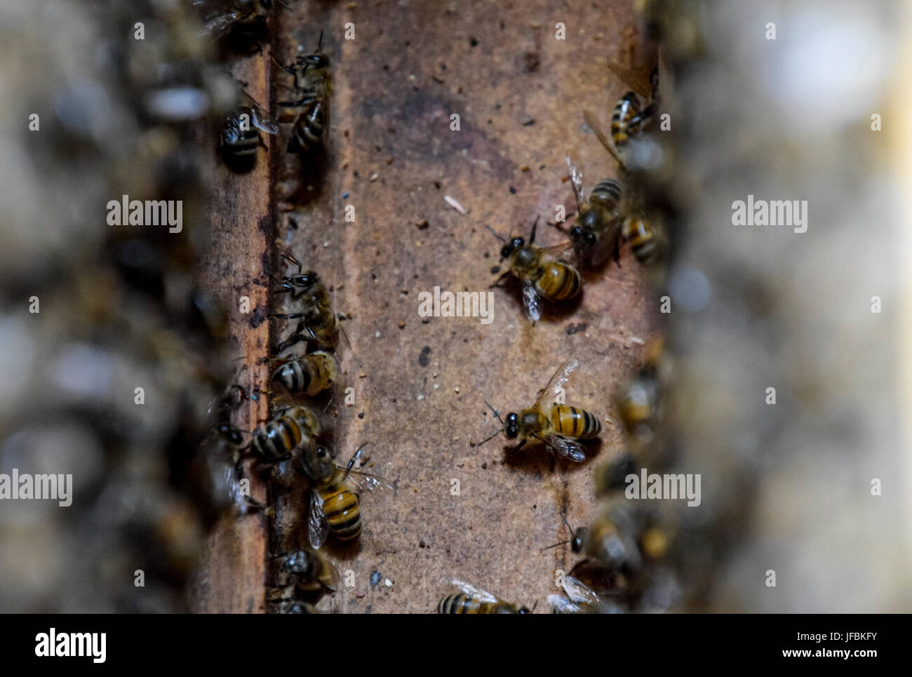 A beehive, a view from the inside. The bee-hut. Honey bee. Entrance to ...