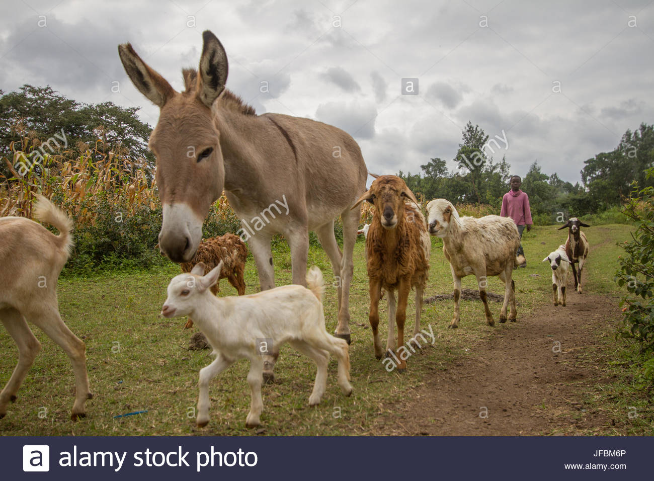 Group Of Goats Stock Photos & Group Of Goats Stock Images - Alamy