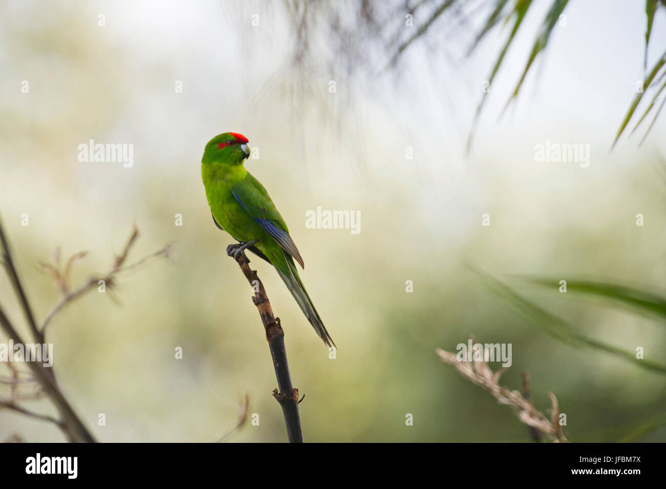 Red-crowned Parakeet Cyanoramphus novaezelandiae Tiritiri Matangi ...
