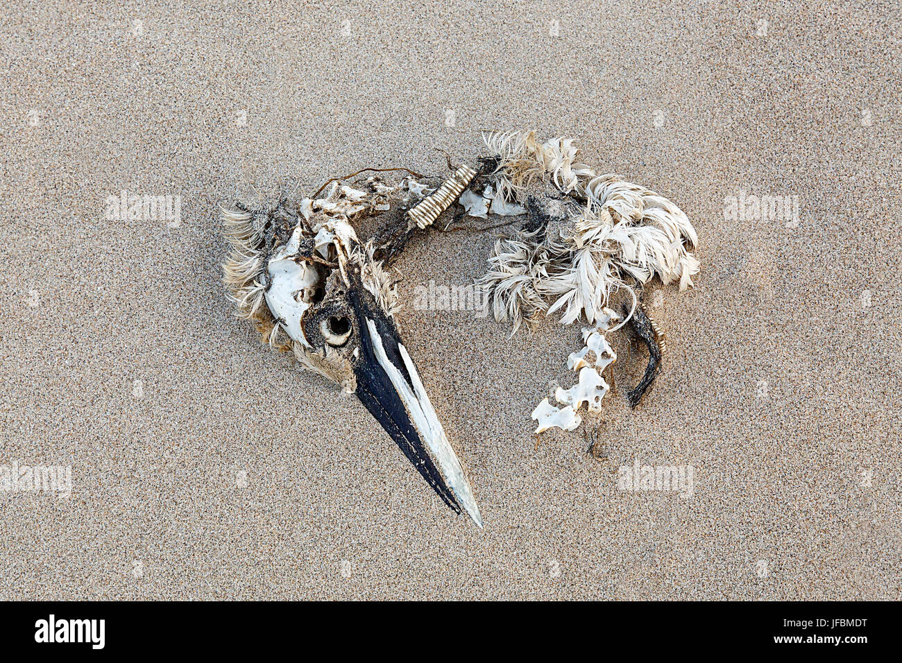 Dead Bird on a Beach Stock Photo - Alamy
