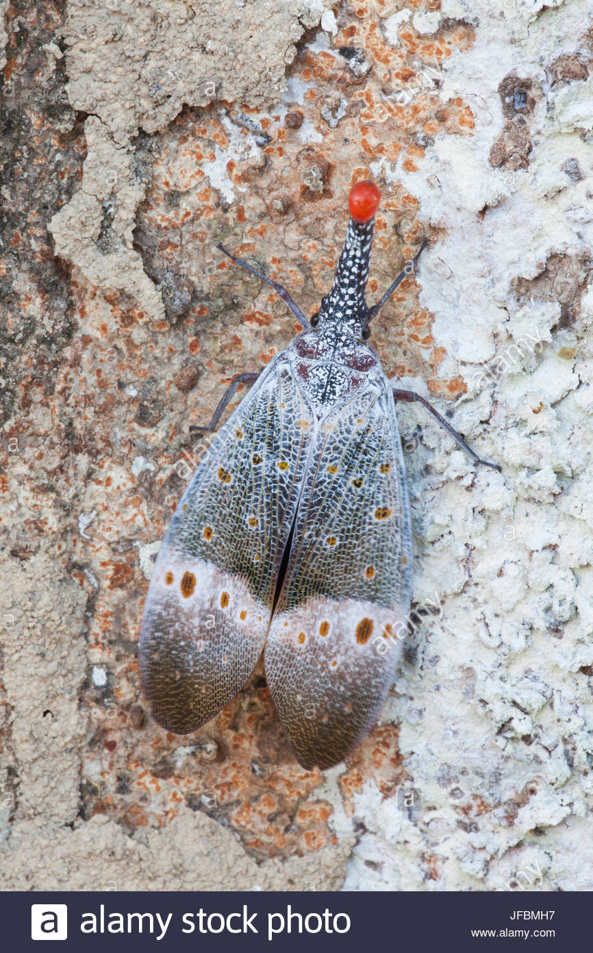 Fulgoridae Stock Photos & Fulgoridae Stock Images - Alamy