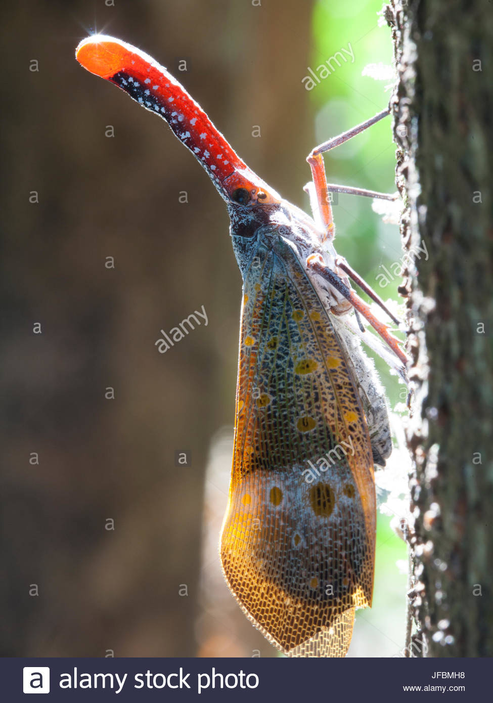 Fulgoridae Stock Photos & Fulgoridae Stock Images - Alamy