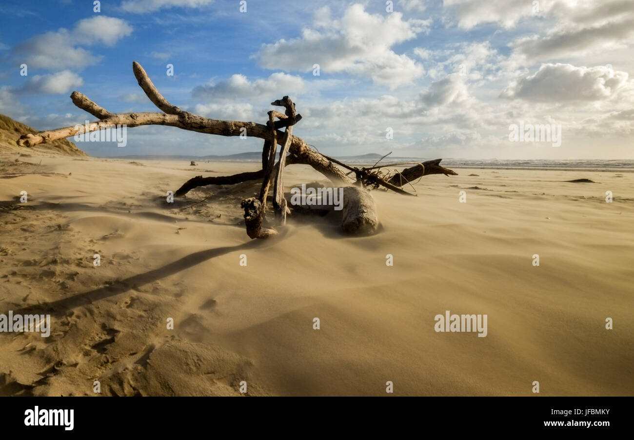 High winds blow sand across a wooden sculpture on Pembrey Country Park ...