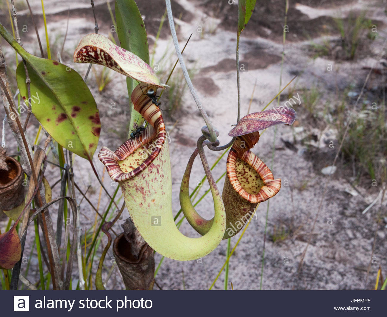 Large Lips Stock Photos & Large Lips Stock Images - Alamy