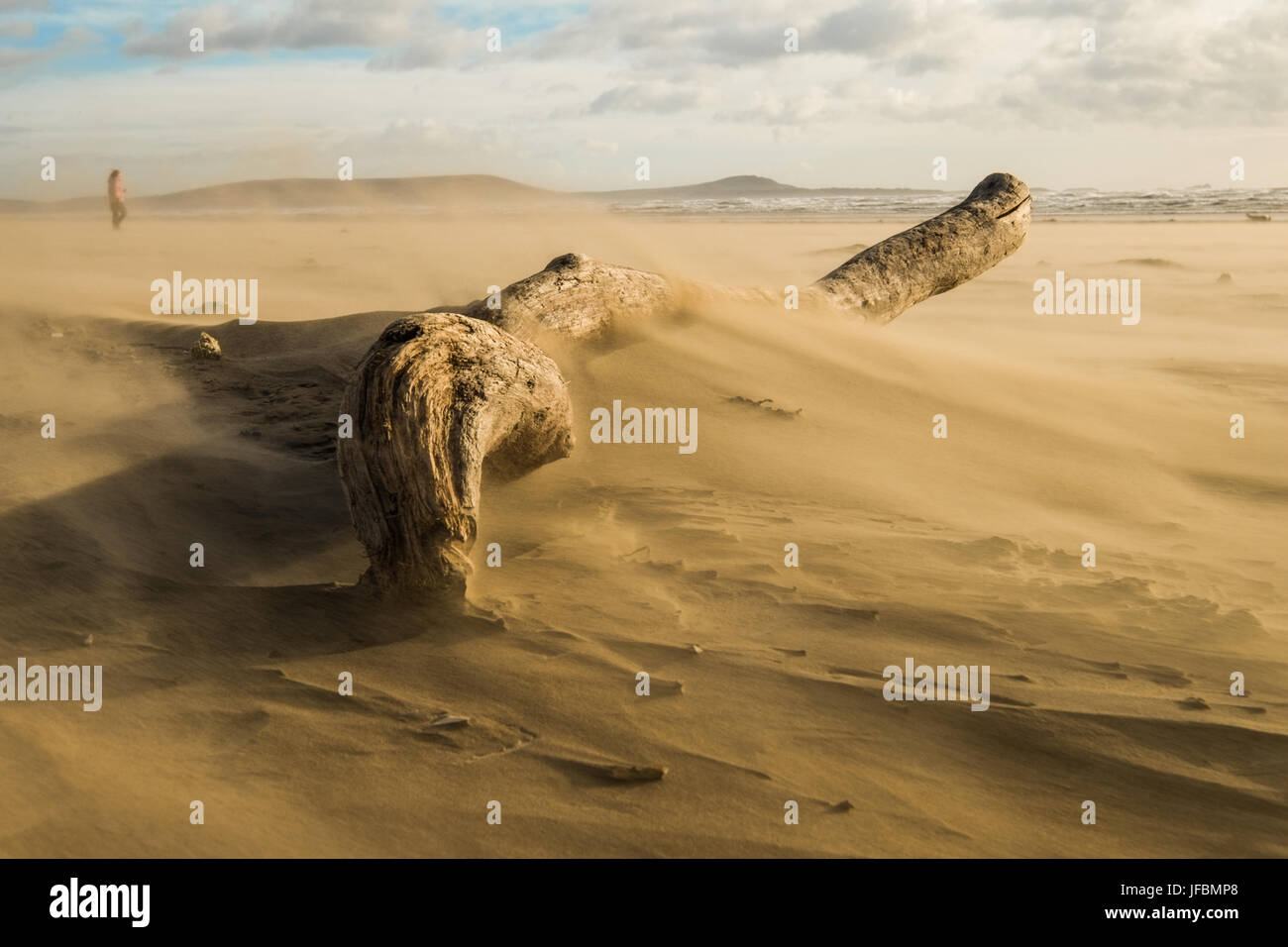 High winds blow sand along Pembrey Country Park beach (Cefn Sidan ...