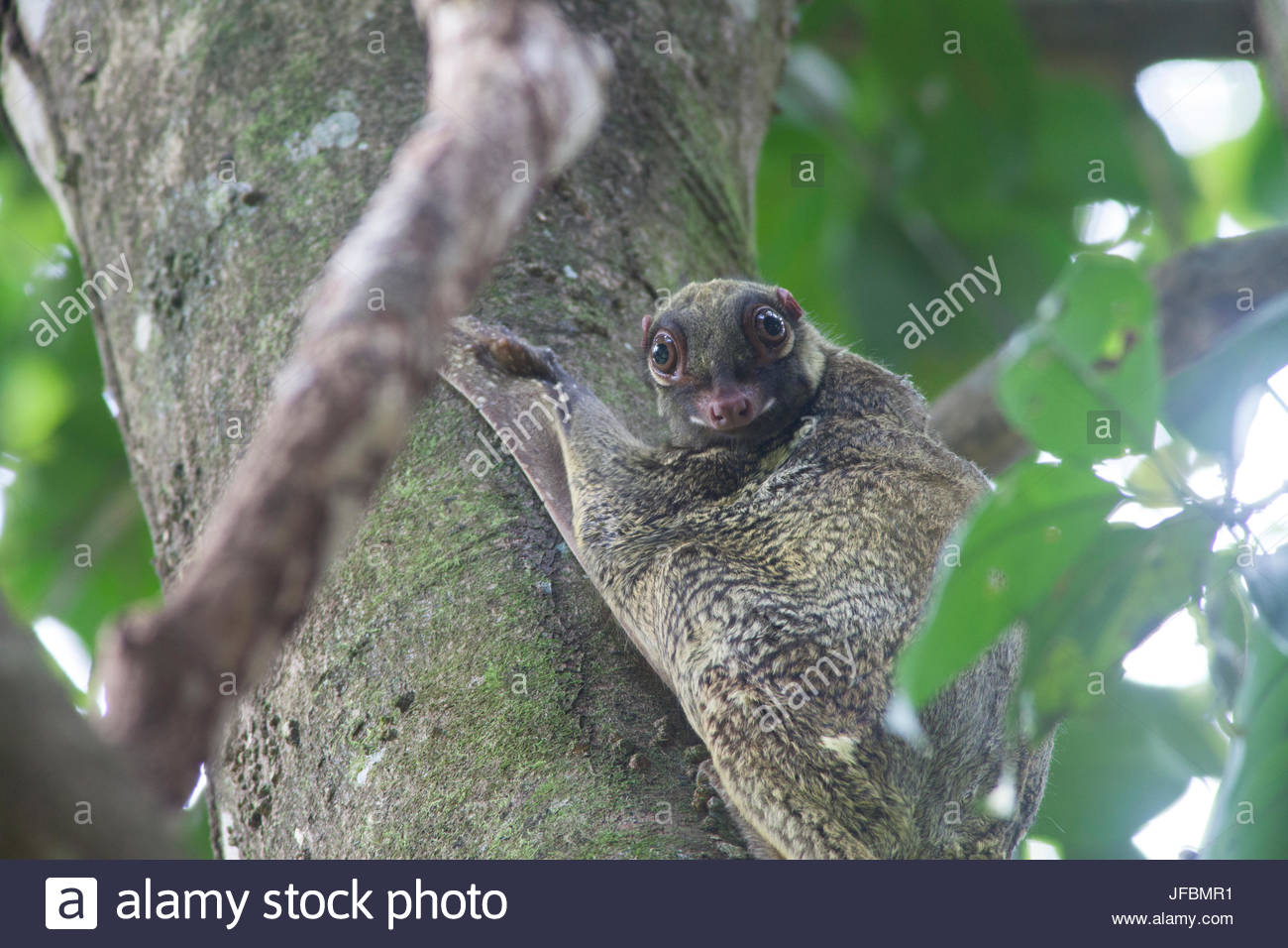 Lemur Variegatus High Resolution Stock Photography and Images - Alamy