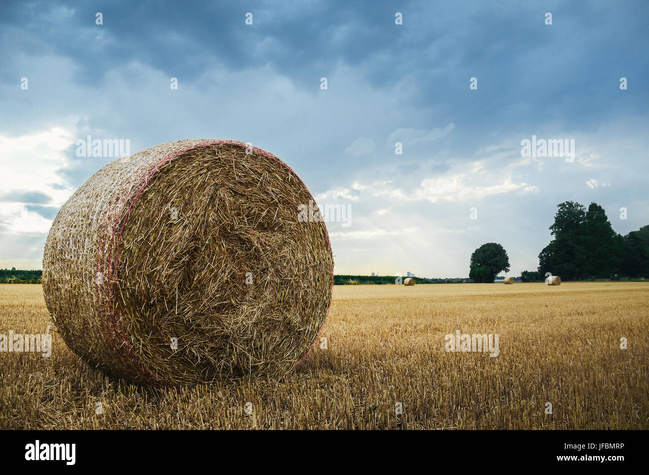 Barley bundle in a wheat field during cloudy weather in Italy Stock ...