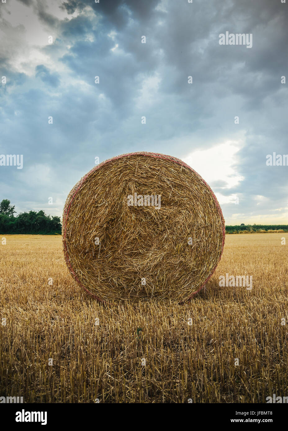Barley bundle in a wheat field during cloudy weather in Italy Stock ...