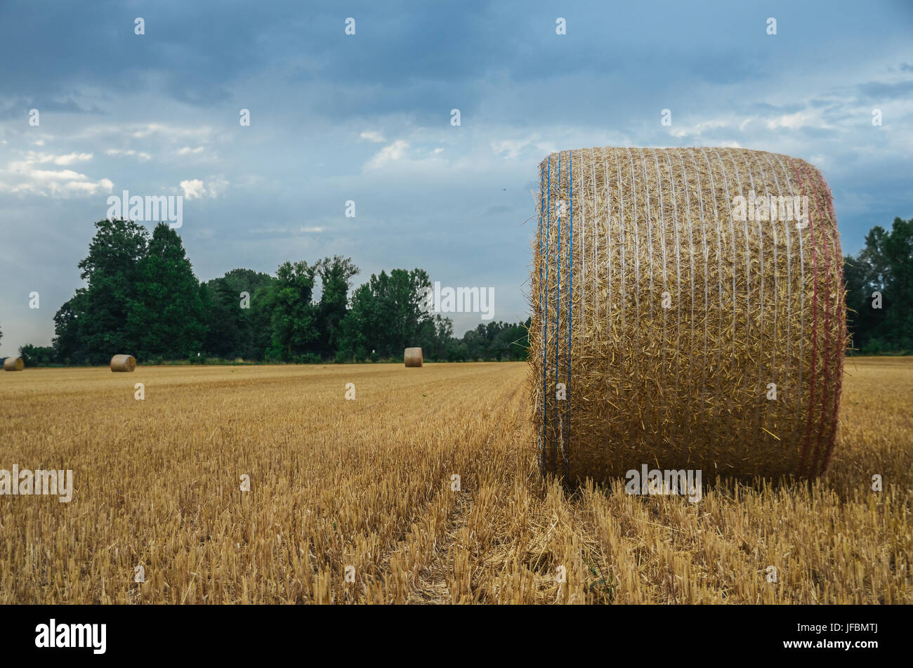 Barley bundle in a wheat field during cloudy weather in Italy Stock ...