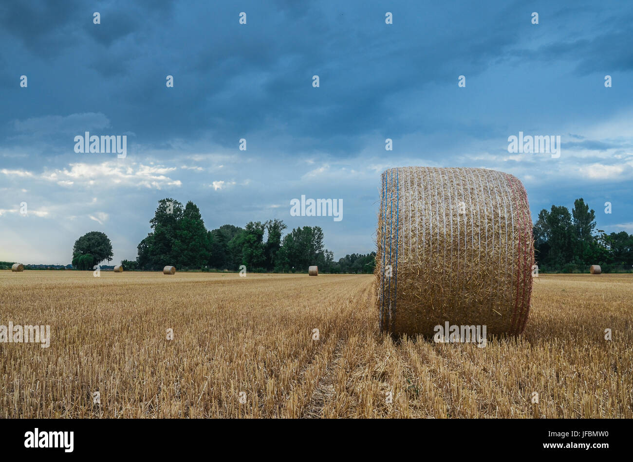 Barley bundle in a wheat field during cloudy weather in Italy Stock ...