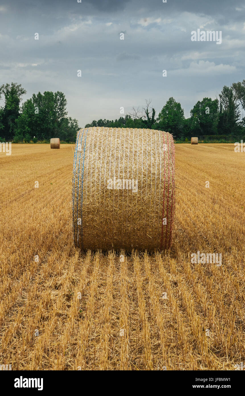 Barley bundle hi-res stock photography and images - Alamy