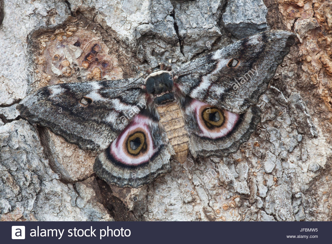 Saturniidae Moth Stock Photos & Saturniidae Moth Stock Images - Alamy
