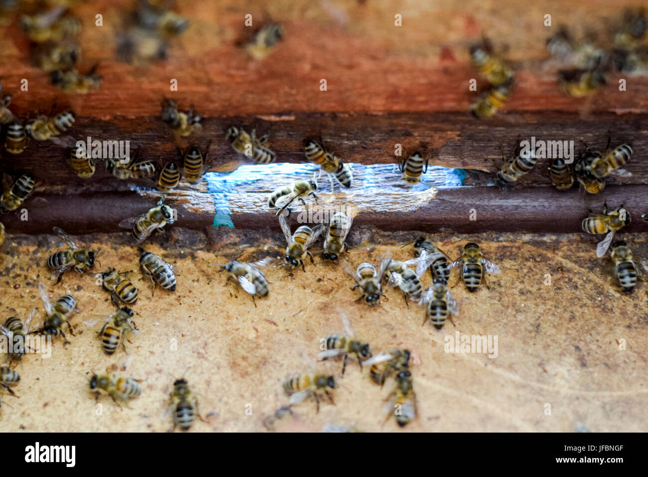 A beehive, a view from the inside. The bee-hut. Honey bee. Entrance to ...