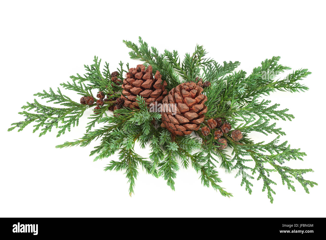 Cedar cypress and juniper leaf sprigs with pine cones on white ...