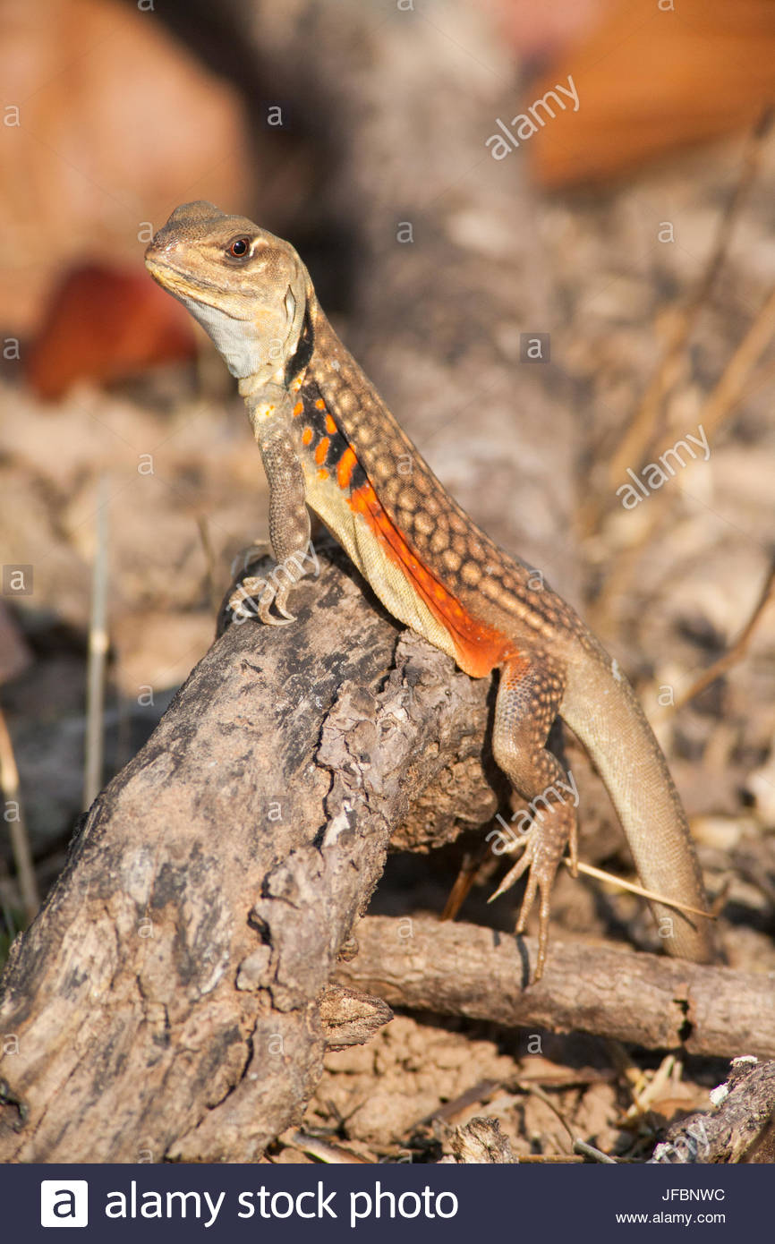 Leiolepis Belliana Stock Photos & Leiolepis Belliana Stock Images - Alamy