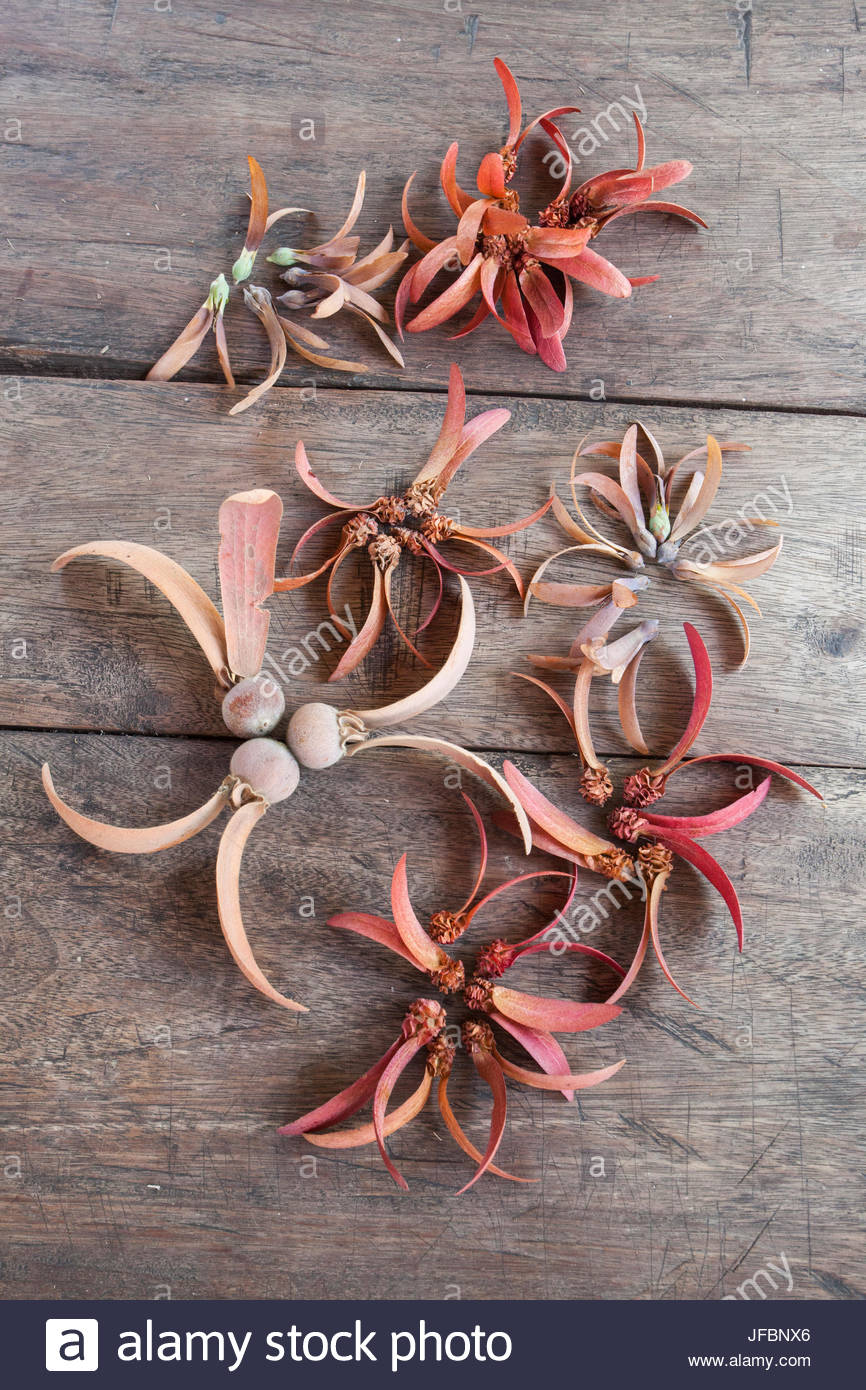 Winged Seed Pods High Resolution Stock Photography and Images - Alamy