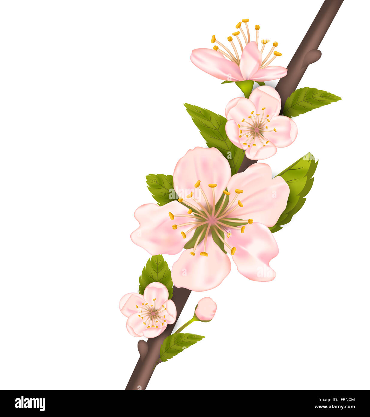 Close Up Cherry Blossom, Branch of Tree Isolated on White Background ...