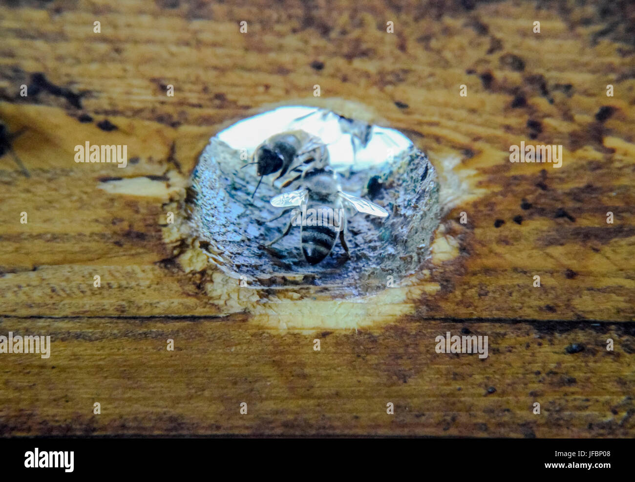 A beehive, a view from the inside. The bee-hut. Honey bee. Entrance to ...