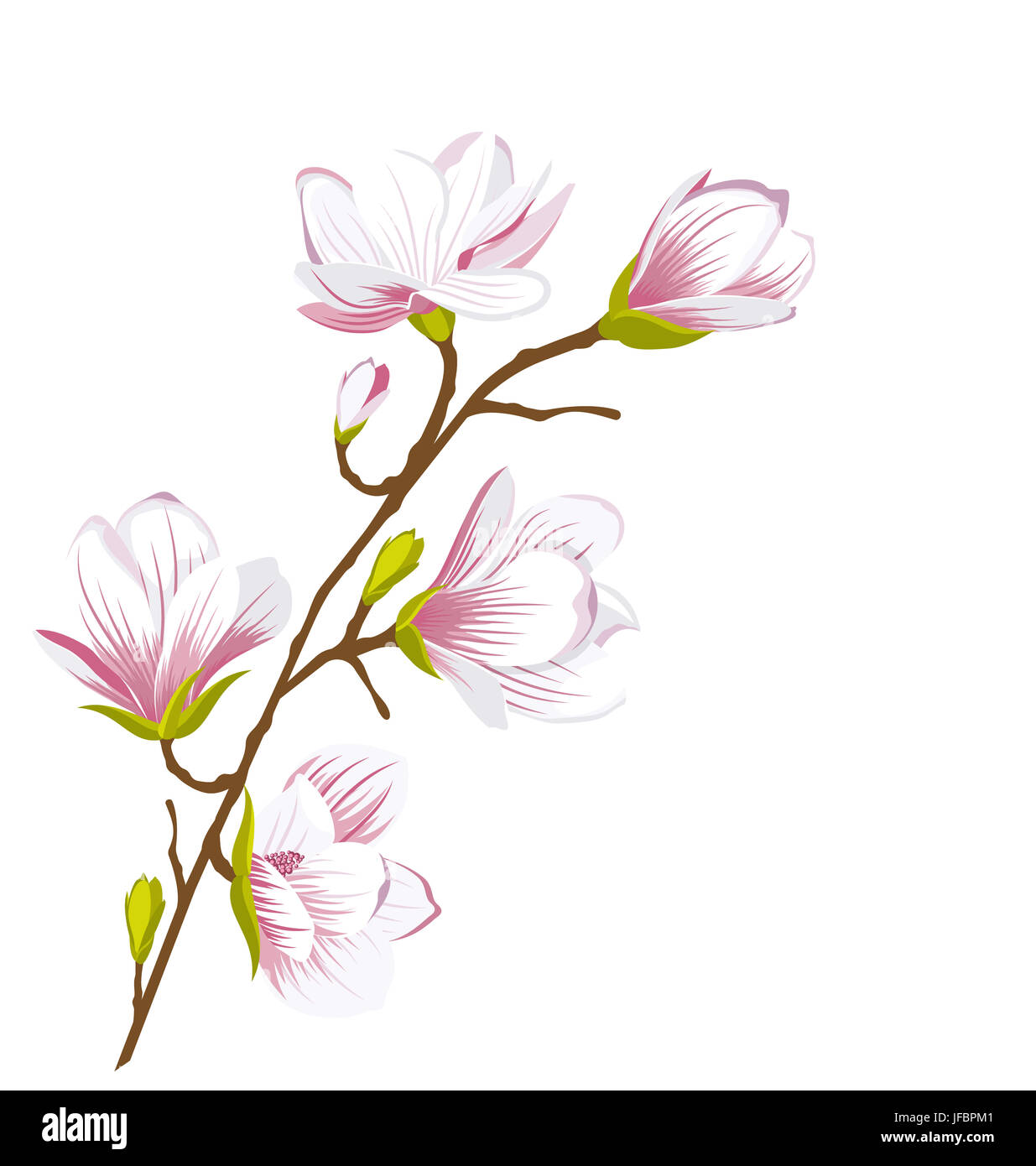 Beautiful blossoming magnolia flowers Cut Out Stock Images & Pictures ...