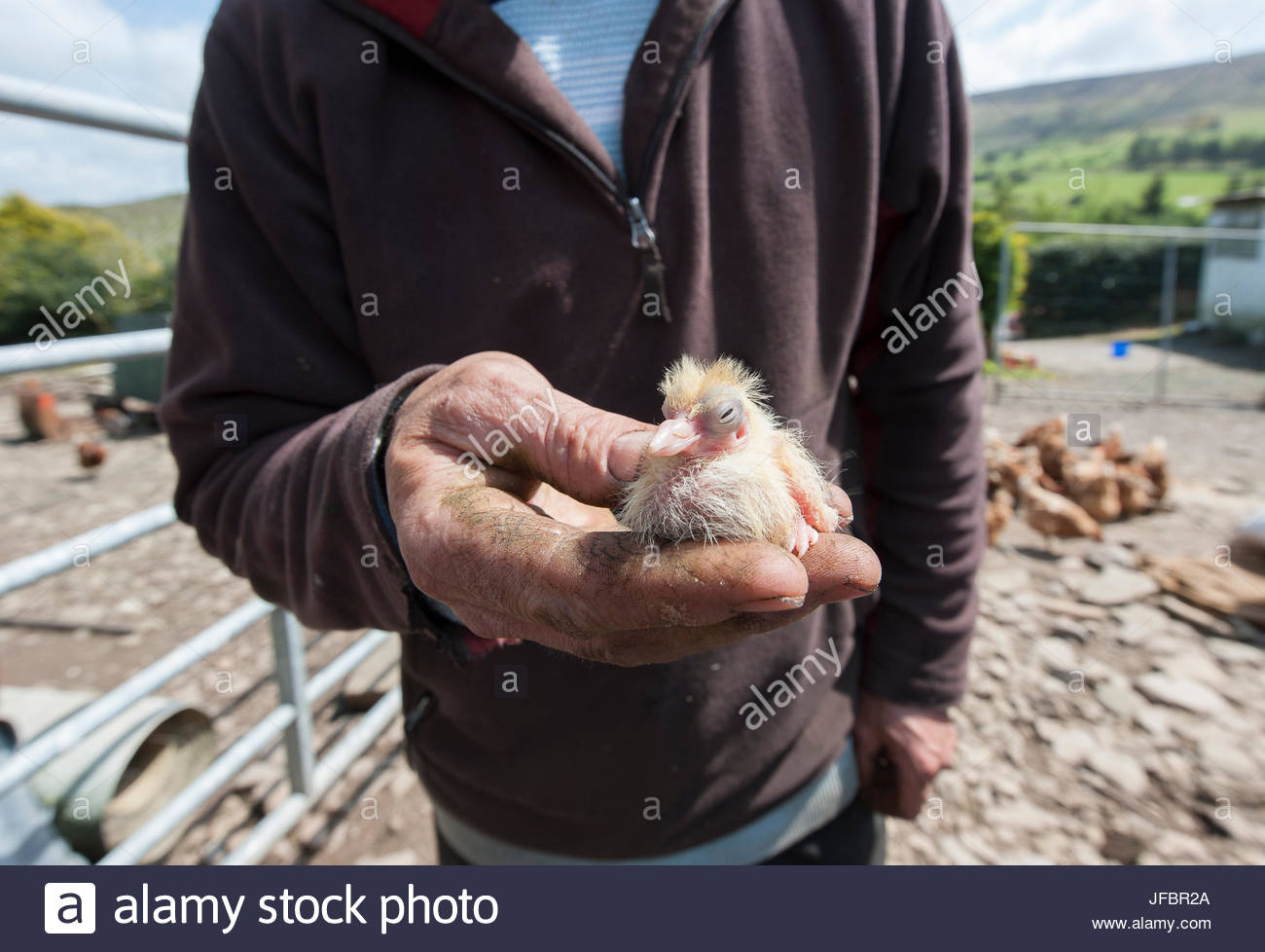 Baby Pigeon Squab High Resolution Stock Photography and Images - Alamy