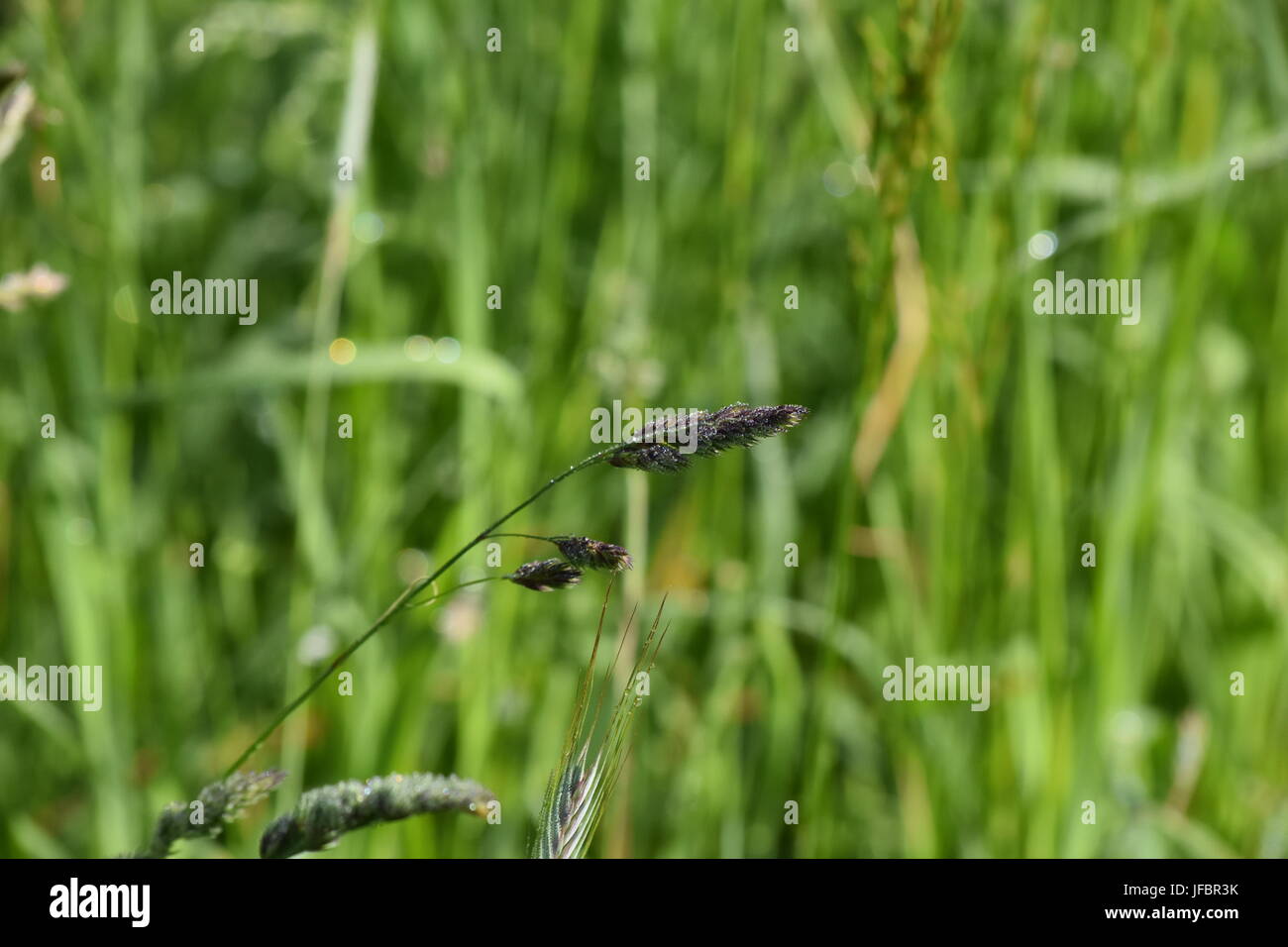 Grass Stalk with Seed Head Stock Photo - Alamy