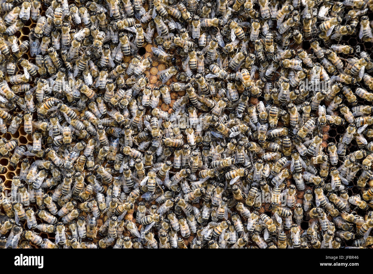 A dense cluster of swarms of bees in the nest. Working bees, drones and ...