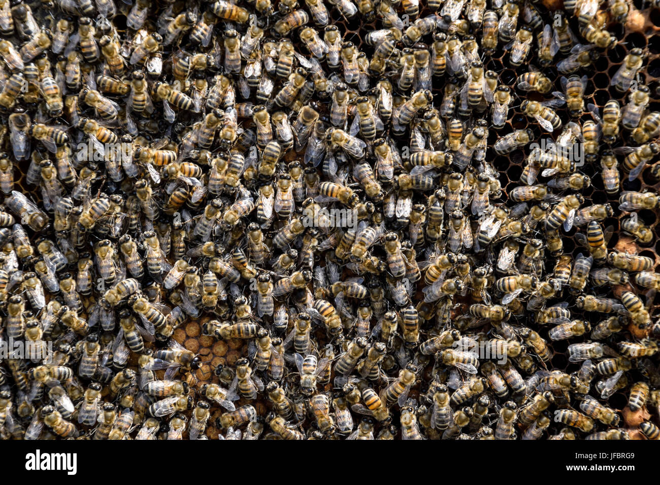 A dense cluster of swarms of bees in the nest. Working bees, drones and ...
