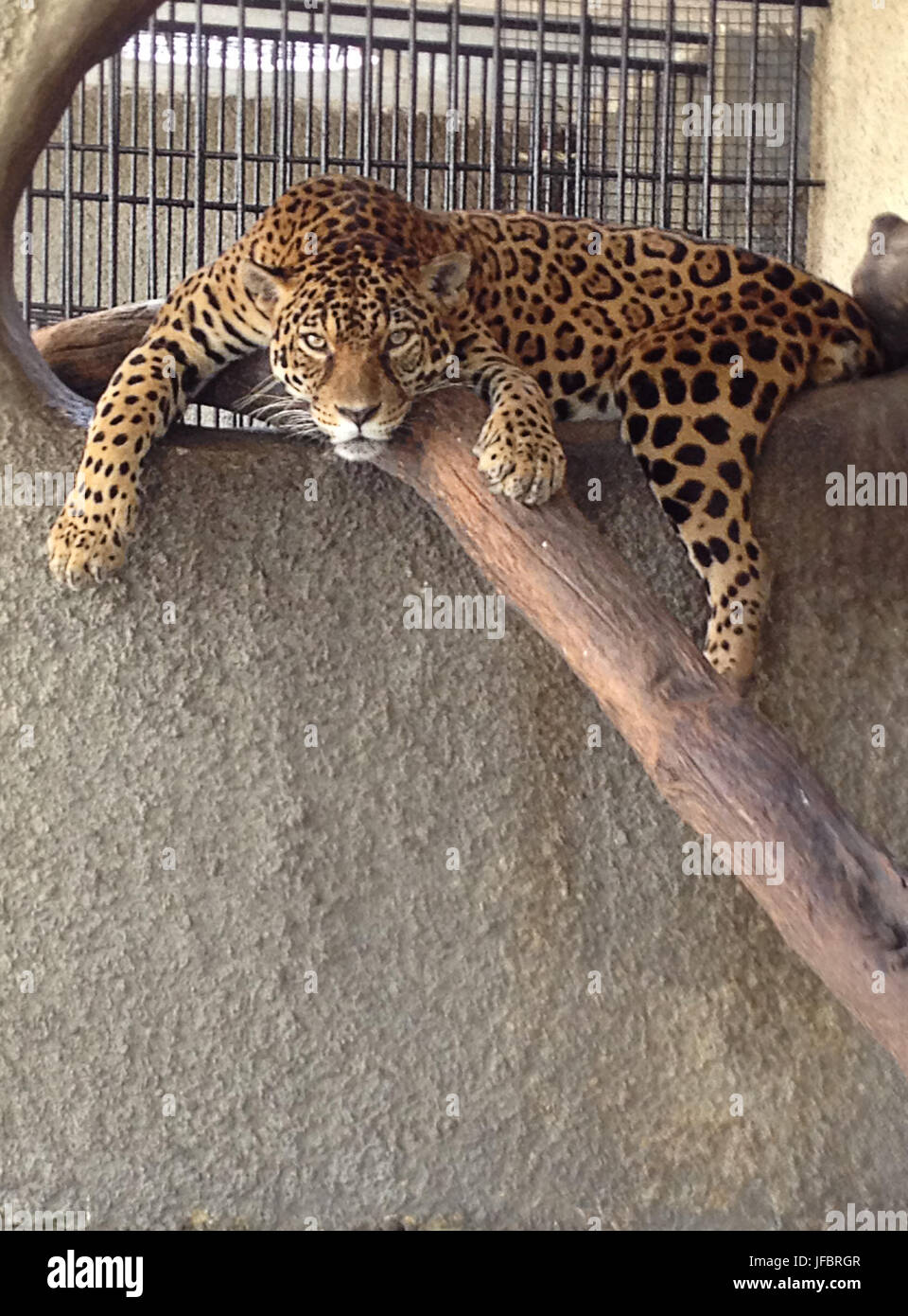 Venezuela Wild Animals