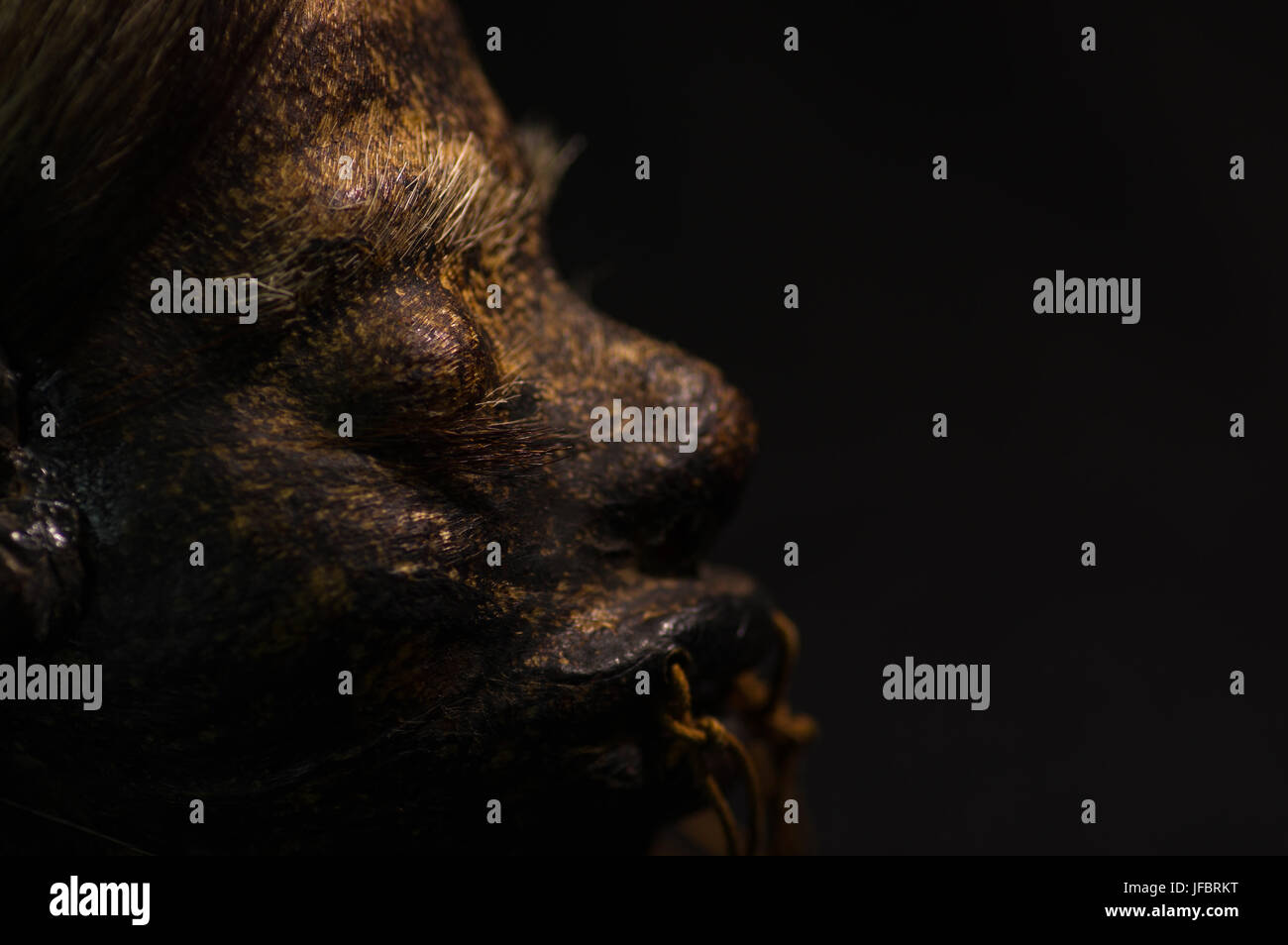 Shrunken head ecuador hi-res stock photography and images - Alamy