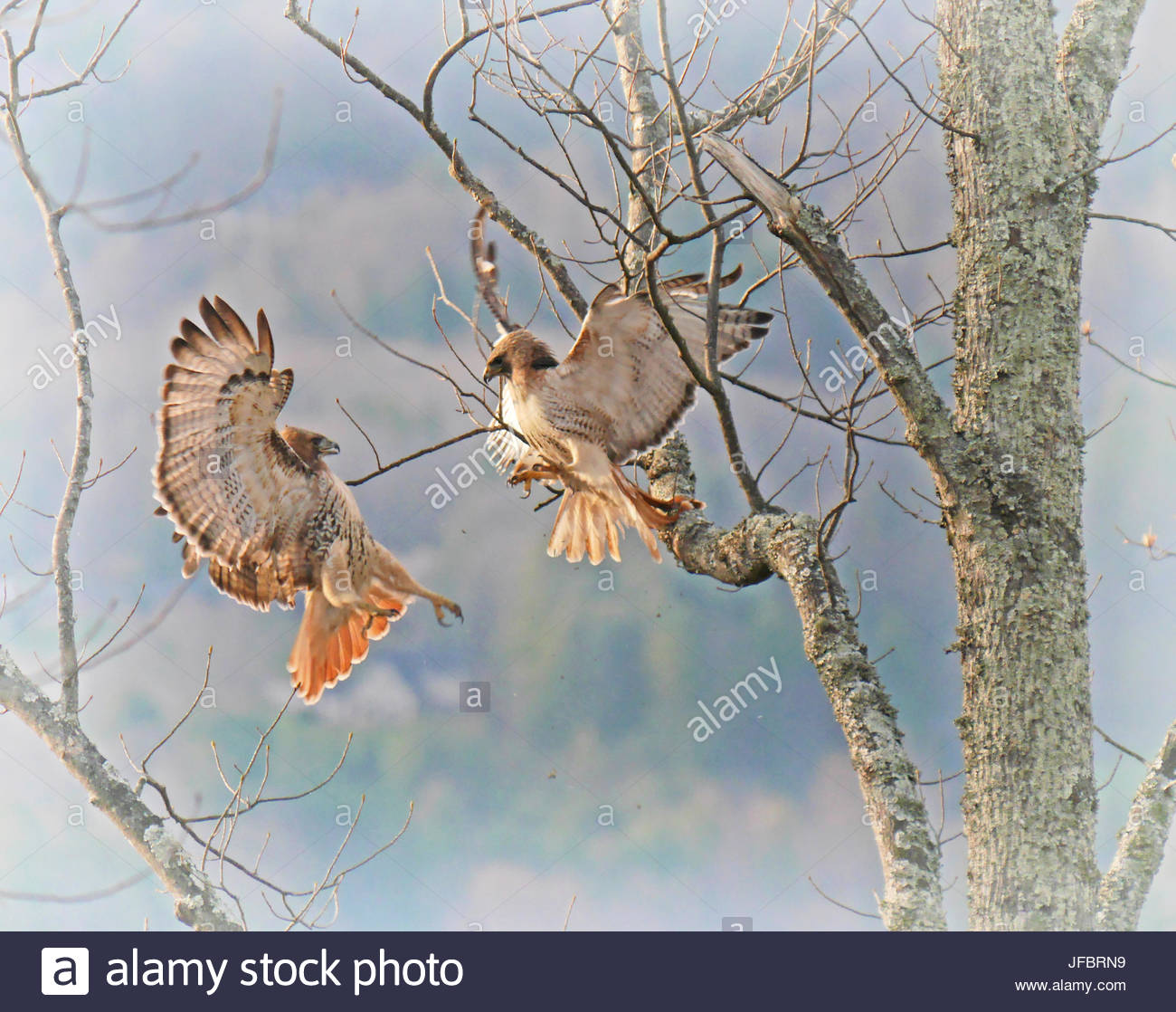 Red Tailed Hawks High Resolution Stock Photography and Images - Alamy