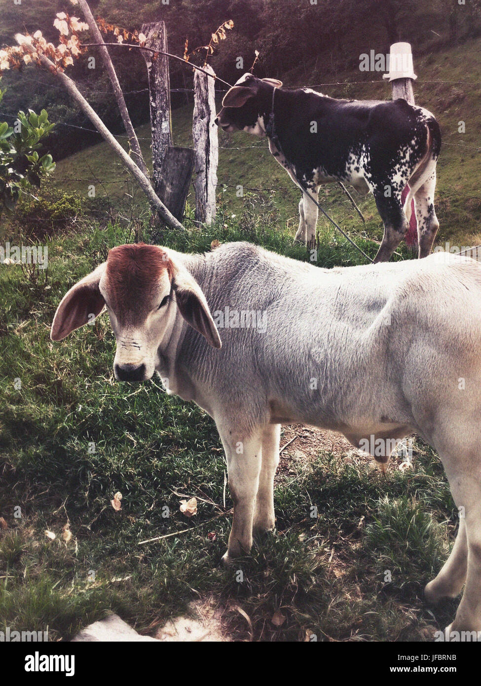Two Calves bonding Stock Photo - Alamy