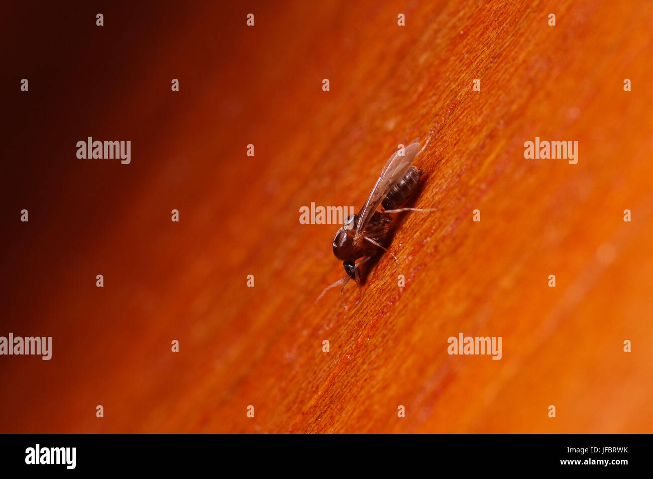 Single ant with wings, Formica extreme close up with high magnification ...