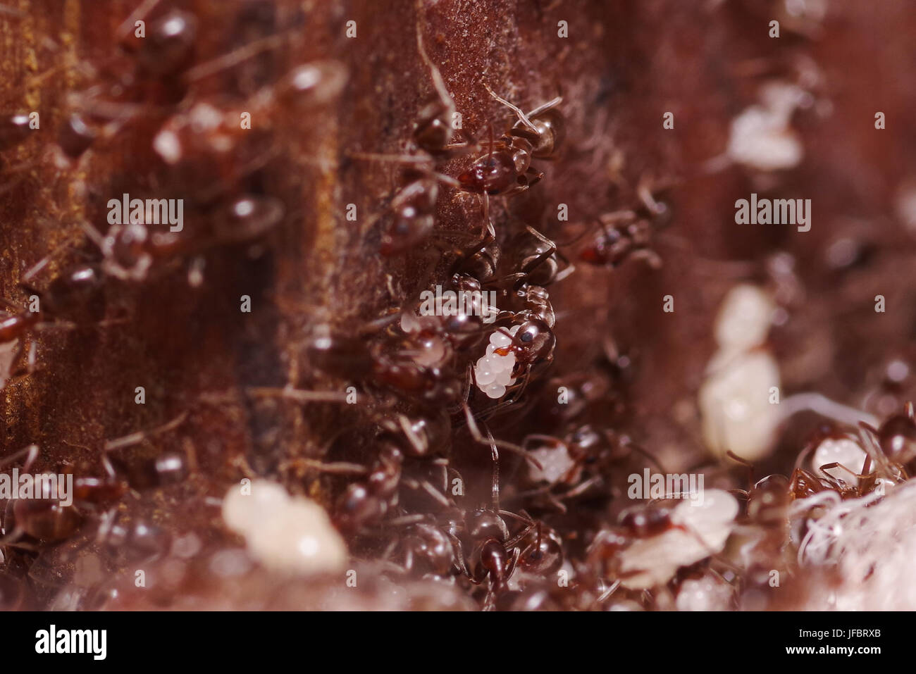 Ant carrying egg hi-res stock photography and images - Alamy