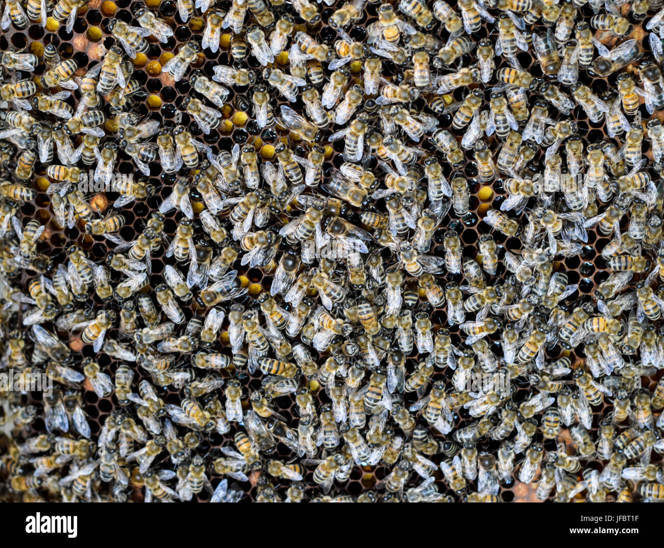A dense cluster of swarms of bees in the nest. Working bees, drones and ...