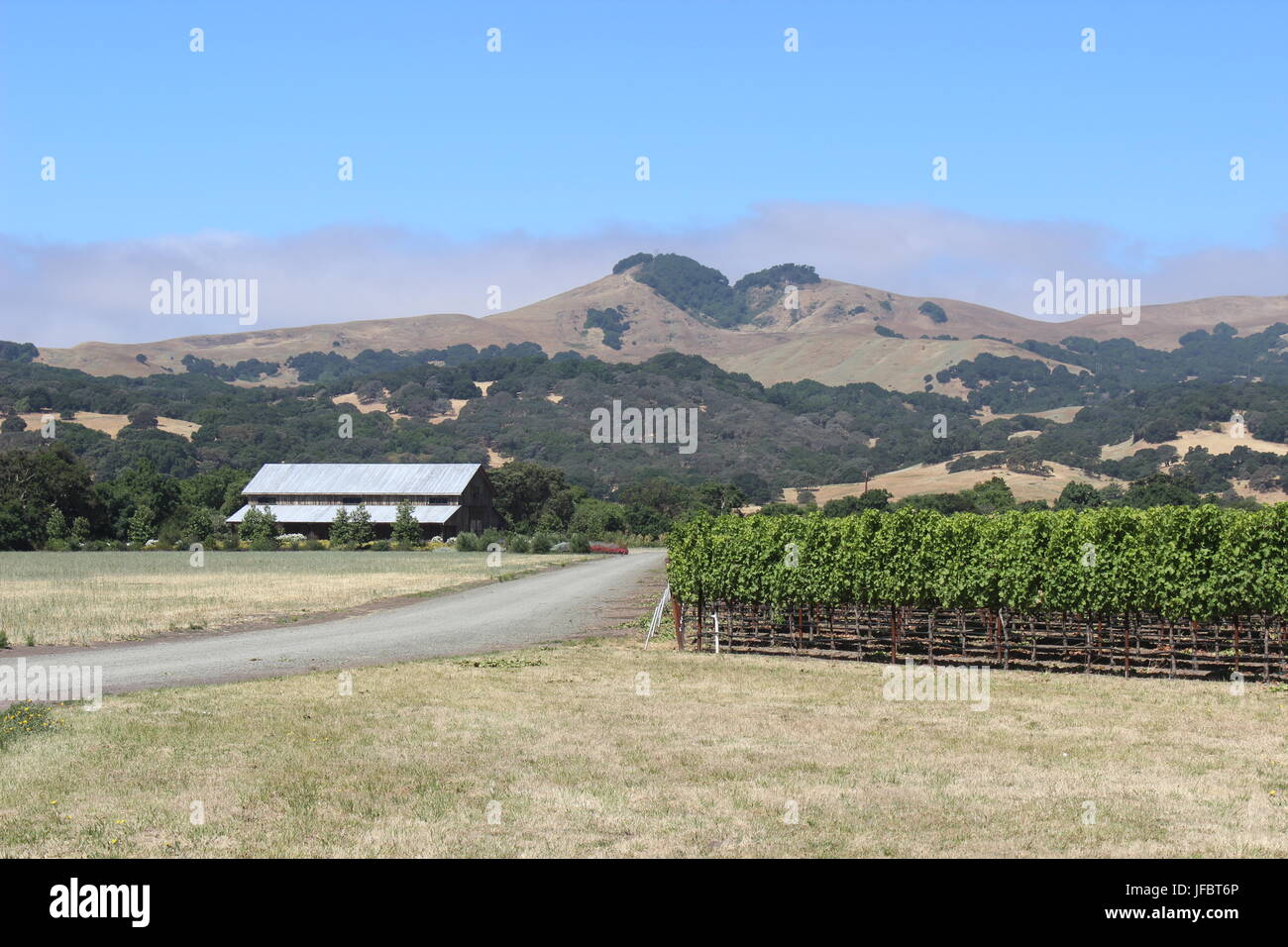Vineyard, Solano County Green Valley, California Stock Photo - Alamy