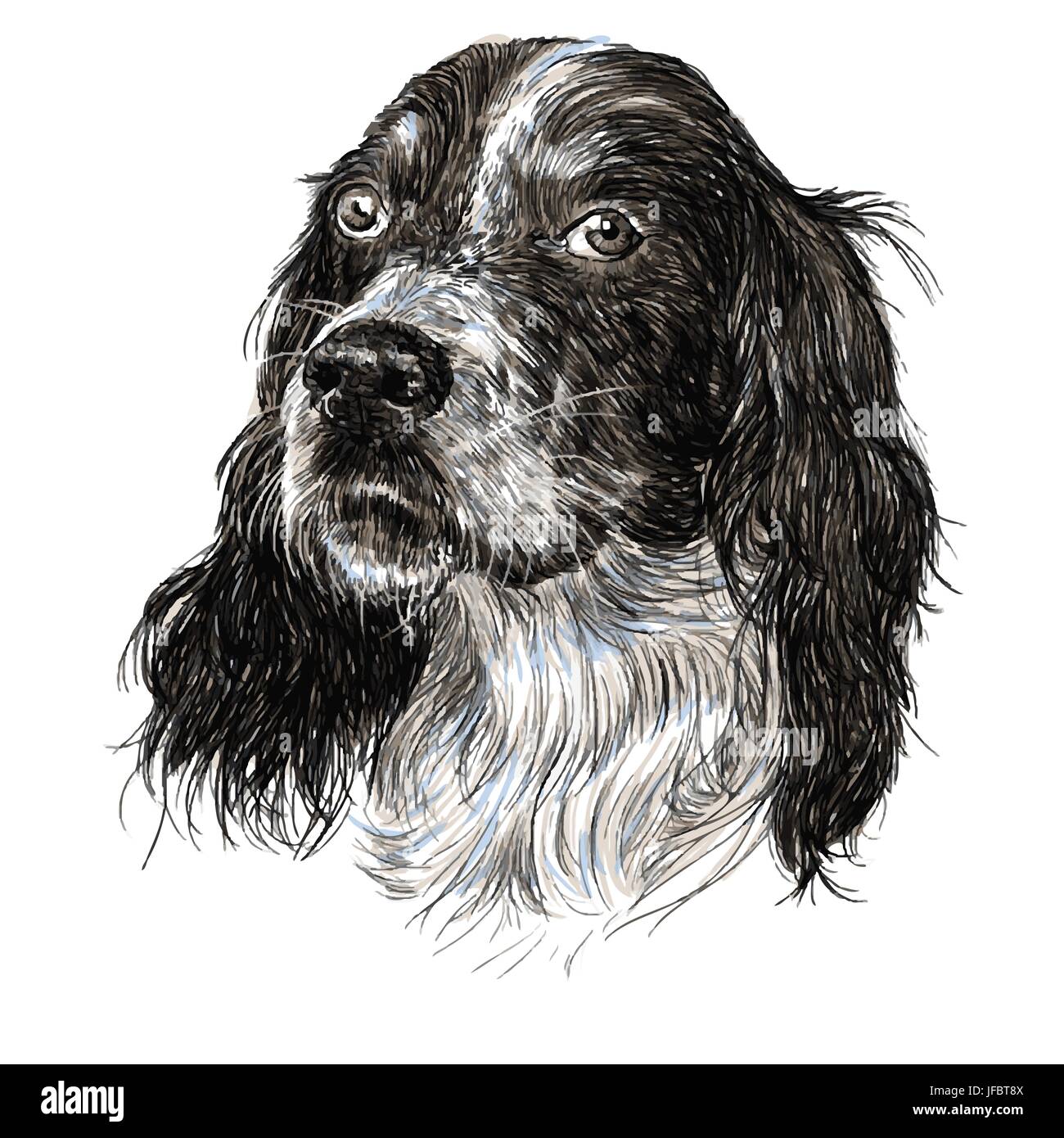 English setter Cut Out Stock Images & Pictures - Alamy