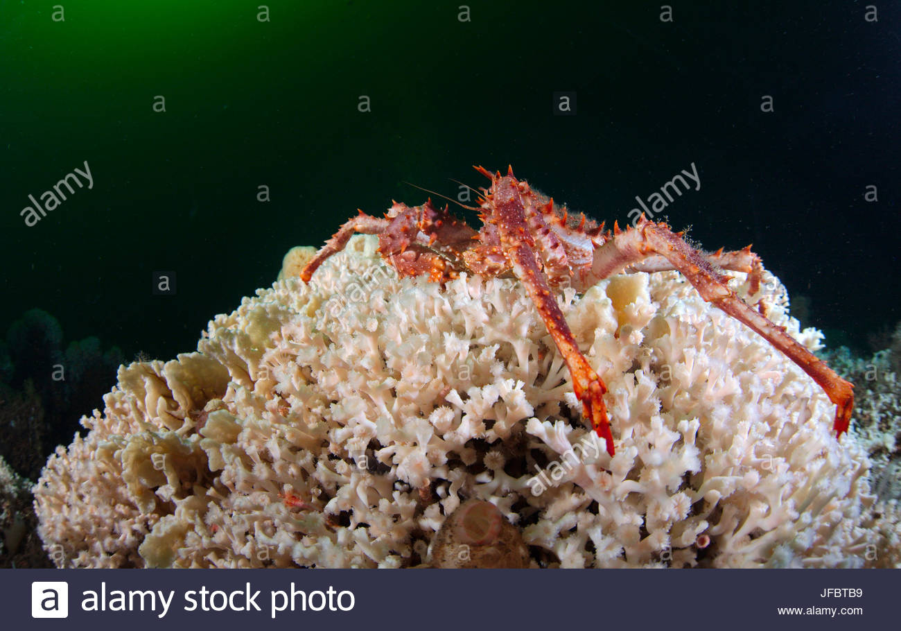 Norway King Crab Stock Photos & Norway King Crab Stock Images - Alamy