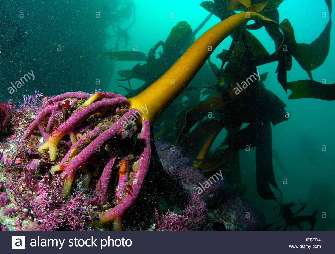 Kelp Underwater Seaweed High Resolution Stock Photography and Images ...