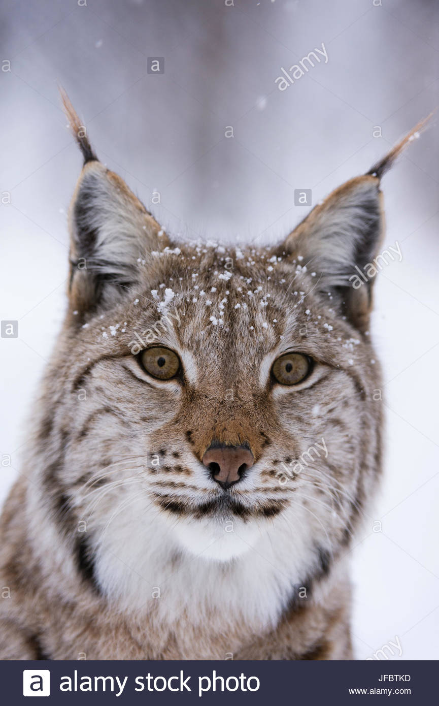 Lynx Ears Stock Photos & Lynx Ears Stock Images - Alamy