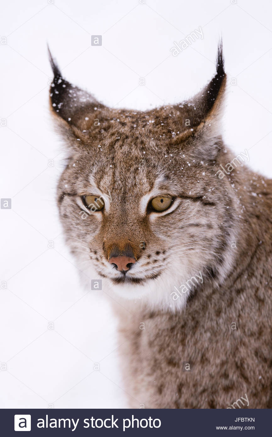 Lynx Ears Stock Photos & Lynx Ears Stock Images - Alamy