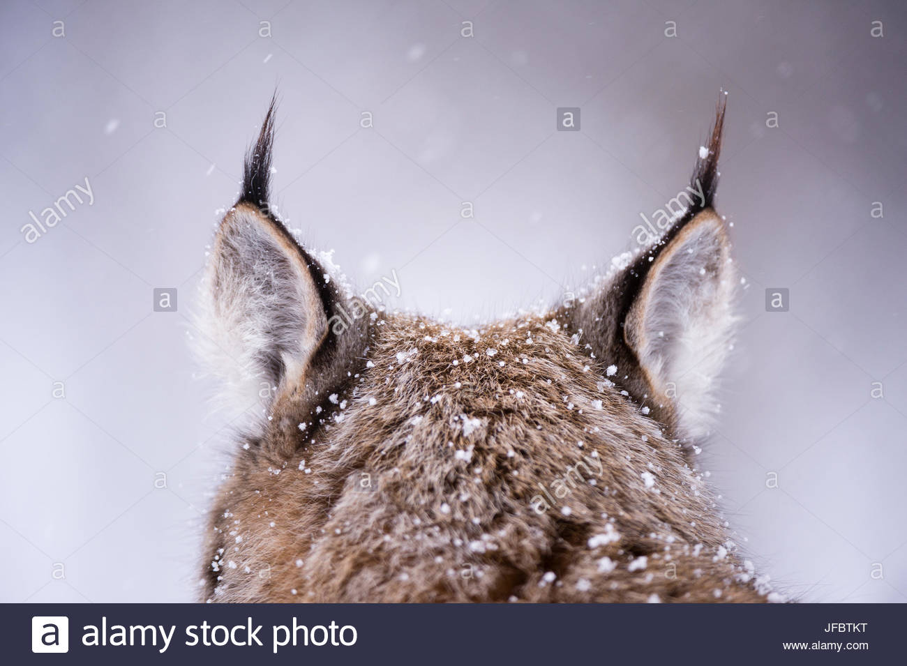 Lynx Ears Stock Photos & Lynx Ears Stock Images - Alamy