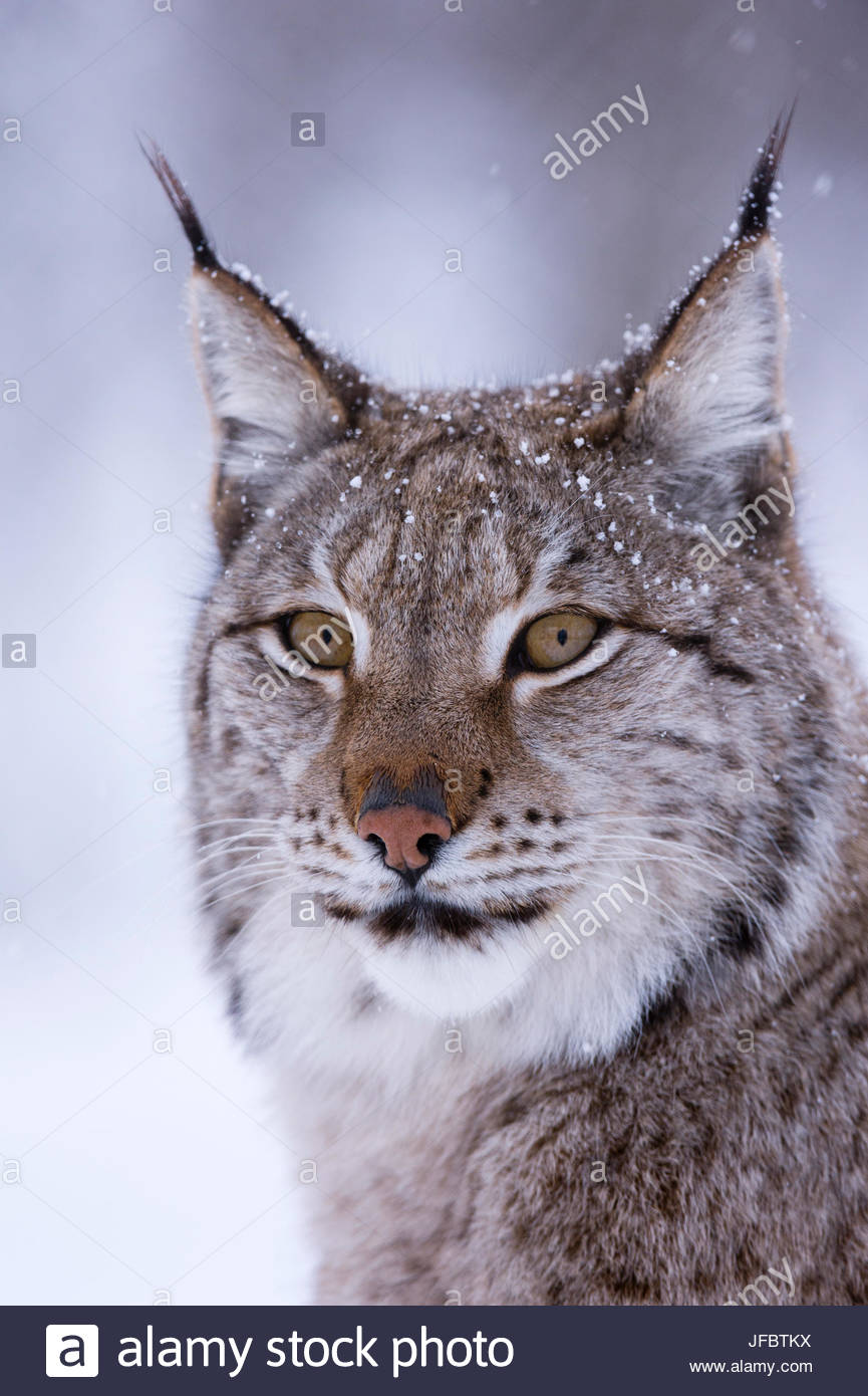 Lynx Ears Stock Photos & Lynx Ears Stock Images - Alamy