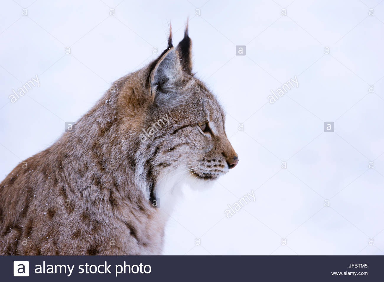 Lynx Animal High Resolution Stock Photography and Images - Alamy